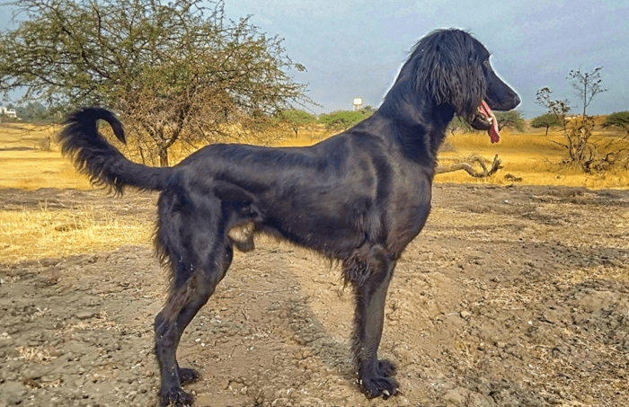 Pashmi Hound (Indian Saluki): Dog Breed Information, Facts and ...