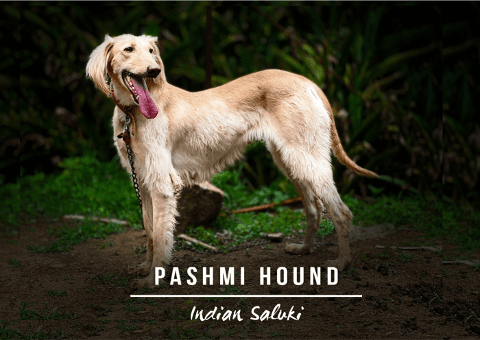 Pashmi Hound (Indian Saluki): Dog Breed Information, Facts and ...