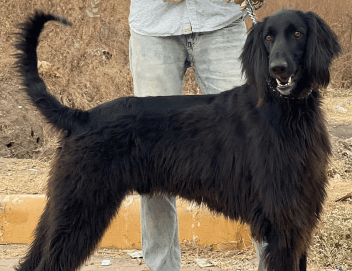 Pashmi Hound (Indian Saluki): Dog Breed Information, Facts and ...