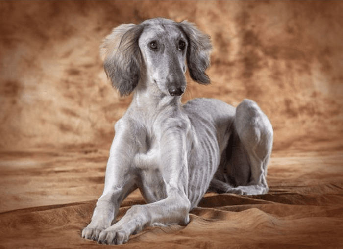11 Dogs That Look Like Arabian Salukis - HubPages