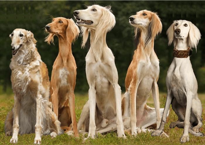 11 Dogs That Look Like Arabian Salukis - HubPages