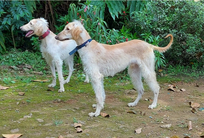 11 Dogs That Look Like Arabian Salukis - HubPages