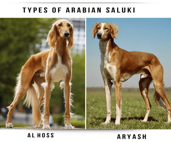 11 Dogs That Look Like Arabian Salukis - HubPages