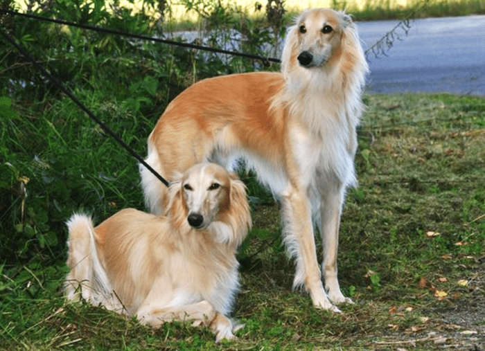 11 Dogs That Look Like Arabian Salukis - HubPages