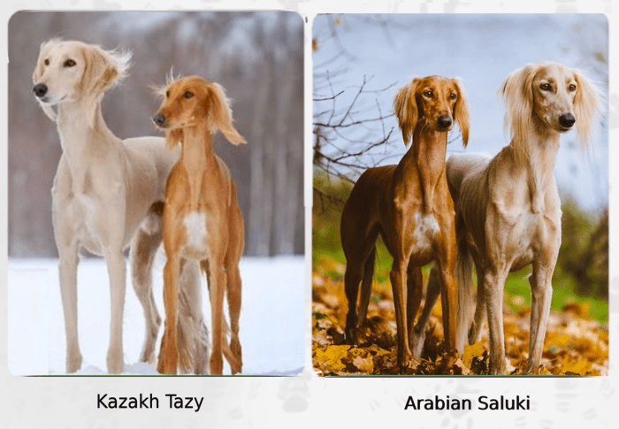 11 Dogs That Look Like Arabian Salukis - HubPages