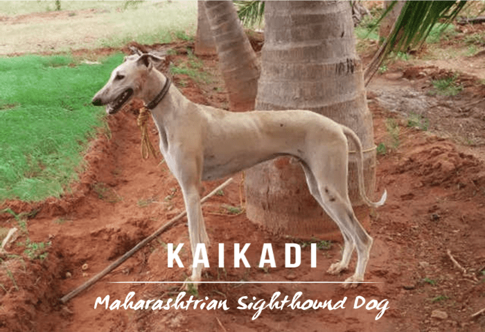 Kaikadi: Dog Breed Information, Facts and Characteristics - HubPages
