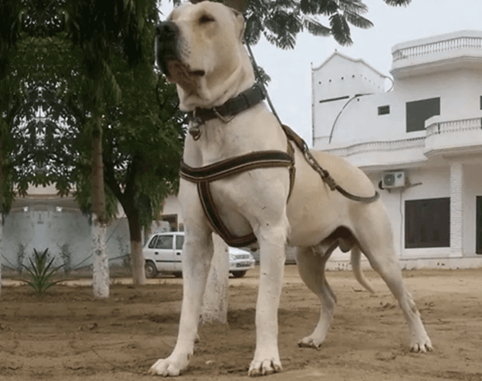 Top 20 Indian Dog Breeds: Cost, Care, and Traits - HubPages