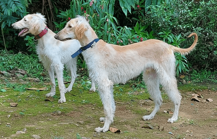 Top 20 Indian Dog Breeds: Cost, Care, and Traits - HubPages