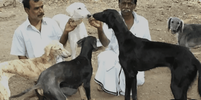 Top 20 Indian Dog Breeds: Cost, Care, and Traits - HubPages