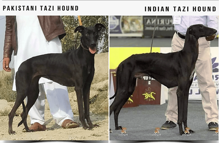 Tazi Dog: Breed Information, Facts and Characteristics - HubPages
