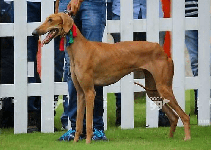 Tazi Dog: Breed Information, Facts and Characteristics - HubPages