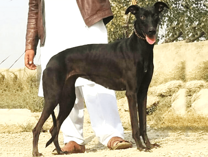 Top 7 Pakistani Dog Breeds: Purchasing Price and Care - HubPages