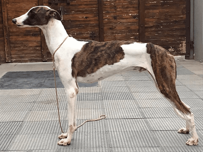 Tazi Dog: Breed Information, Facts and Characteristics - HubPages