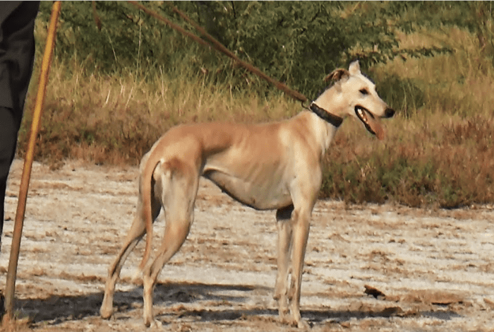 Tazi Dog: Breed Information, Facts and Characteristics - HubPages