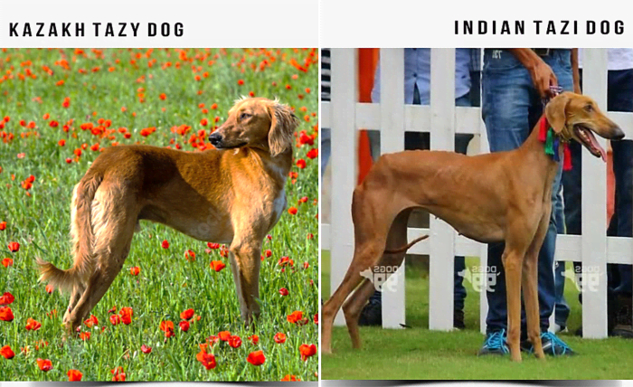 Tazi Dog: Breed Information, Facts and Characteristics - HubPages