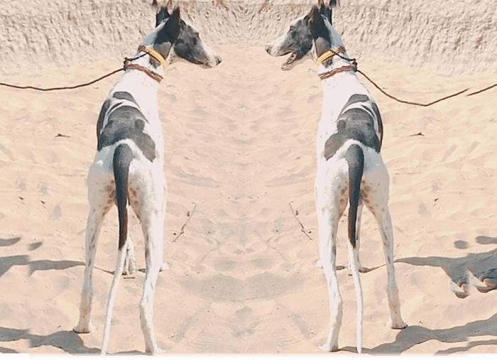 Tazi Dog: Breed Information, Facts and Characteristics - HubPages