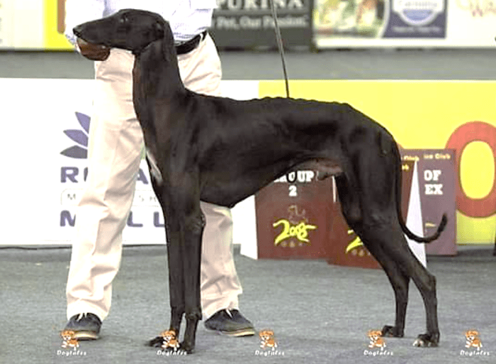 Tazi Dog: Breed Information, Facts and Characteristics - HubPages