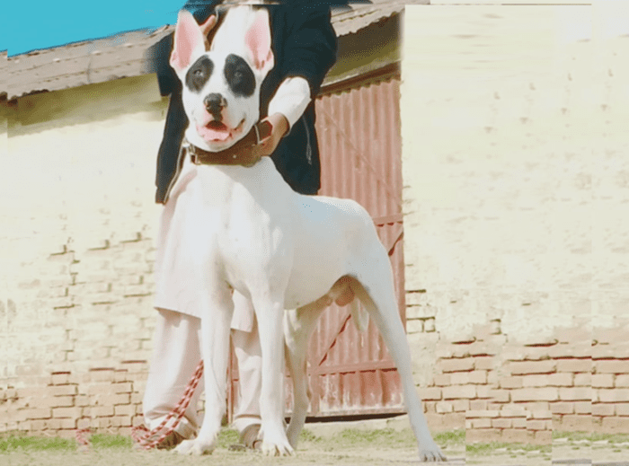 Top 7 Pakistani Dog Breeds: Purchasing Price and Care - HubPages