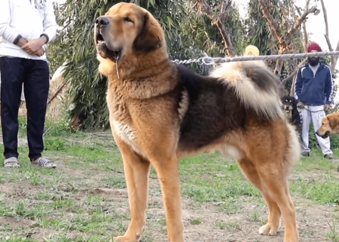 Top 7 Pakistani Dog Breeds: Purchasing Price and Care - HubPages