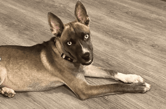 Top 7 Pakistani Dog Breeds: Purchasing Price and Care - HubPages