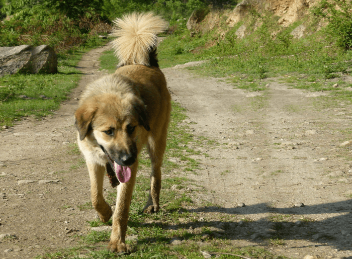 Top 7 Pakistani Dog Breeds: Purchasing Price and Care - HubPages