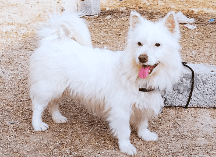 Top 7 Pakistani Dog Breeds: Purchasing Price and Care - HubPages