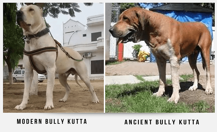 Top 7 Pakistani Dog Breeds: Purchasing Price and Care - HubPages