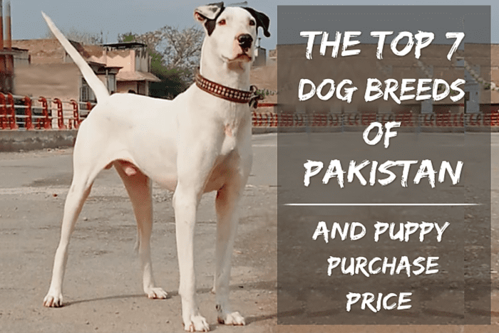Top 7 Pakistani Dog Breeds: Purchasing Price and Care - HubPages