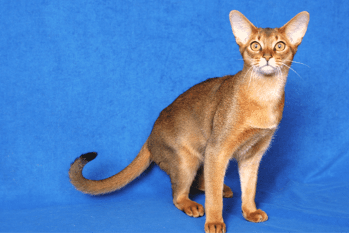 The 15 Most Affectionate Cat Breeds - HubPages