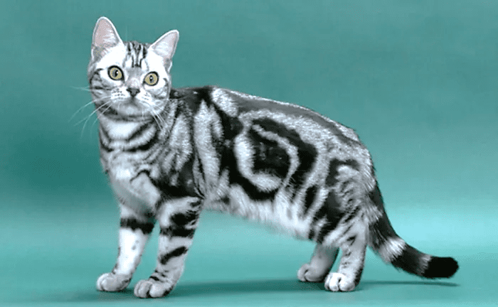 The 15 Most Affectionate Cat Breeds - HubPages