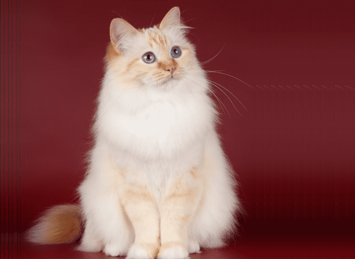 The 15 Most Affectionate Cat Breeds - HubPages
