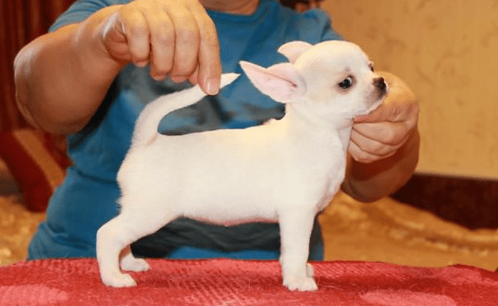 The 21 Most Affectionate Dog Breeds - HubPages