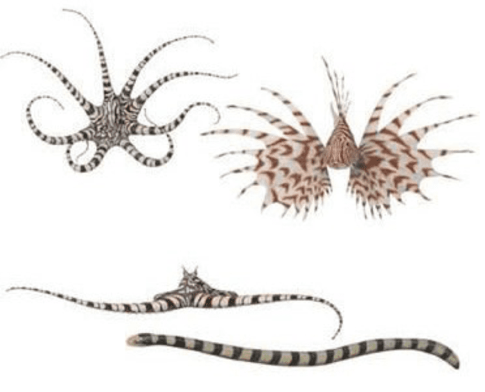 The Mimic Octopus, Master of Disguise - HubPages