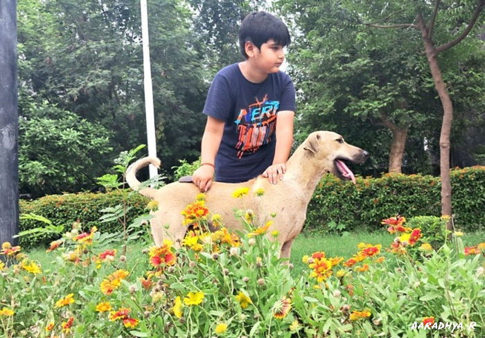 21 Popular Dog Breeds in India: Purchasing Price and Care - HubPages