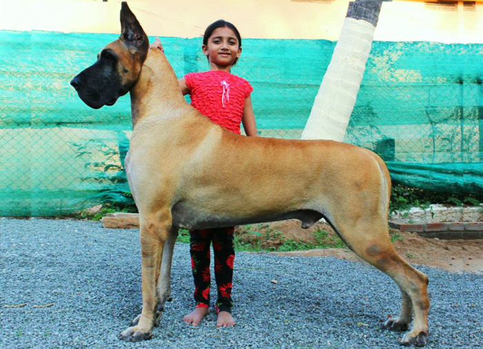 21 Popular Dog Breeds in India: Purchasing Price and Care - HubPages