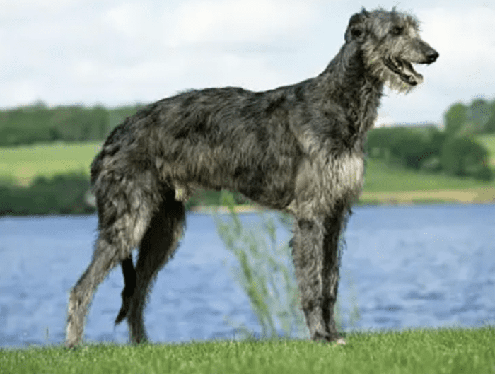 What Are the Top 10 Tallest Dog Breeds? - HubPages