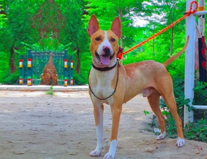 15 Most Popular Dog Breeds in Pakistan: Purchasing Price and Care ...