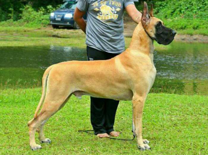 15 Most Popular Dog Breeds in Pakistan: Purchasing Price and Care ...