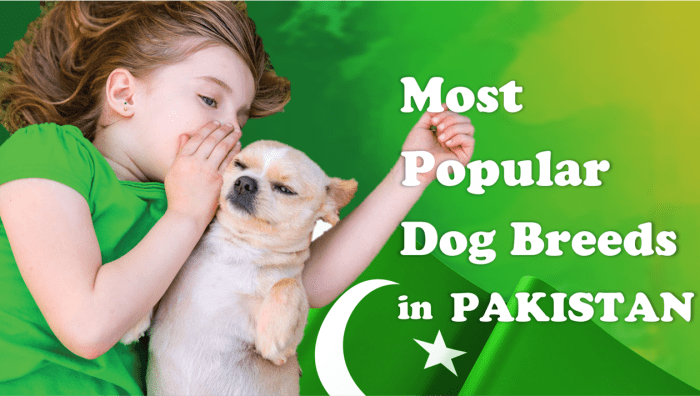 15 Most Popular Dog Breeds in Pakistan: Purchasing Price and Care ...