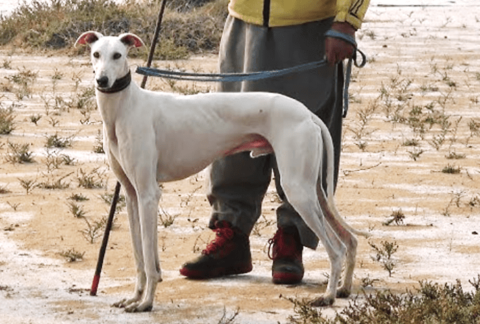 15 Most Popular Dog Breeds in Pakistan: Purchasing Price and Care ...