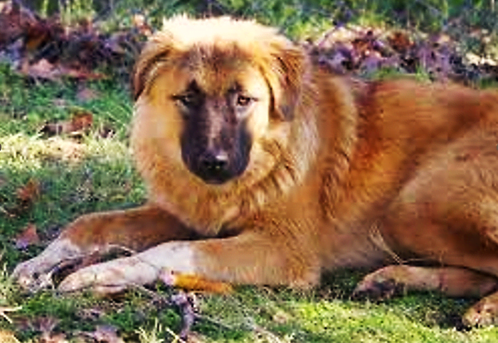15 Most Popular Dog Breeds in Pakistan: Purchasing Price and Care ...