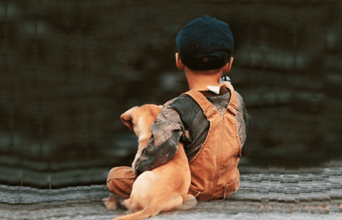 15 Most Popular Dog Breeds in Pakistan: Purchasing Price and Care ...