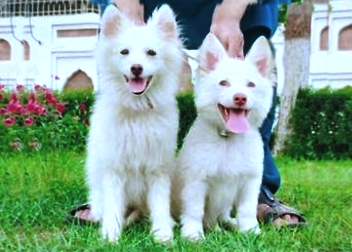 15 Most Popular Dog Breeds in Pakistan: Purchasing Price and Care ...