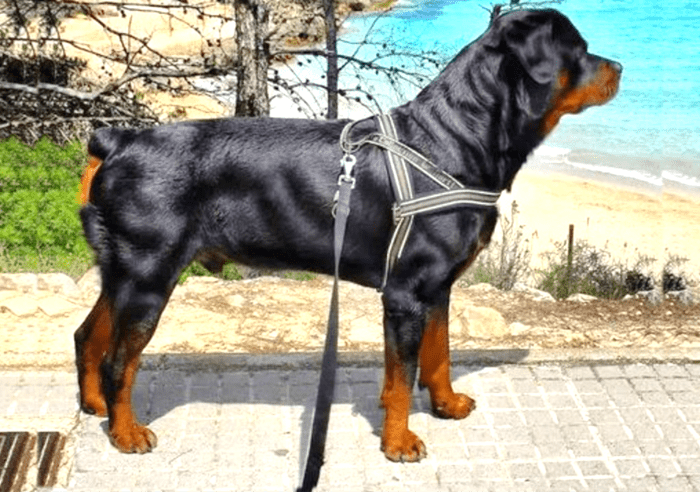 15 Most Popular Dog Breeds in Pakistan: Purchasing Price and Care ...