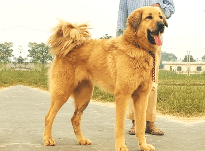 15 Most Popular Dog Breeds in Pakistan: Purchasing Price and Care ...