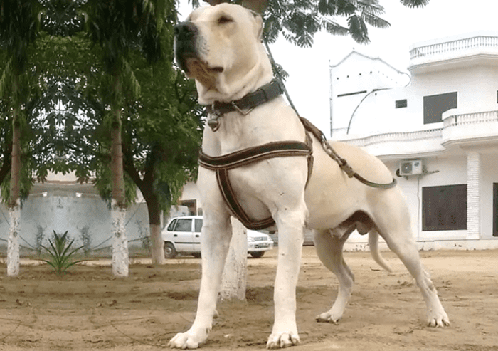15 Most Popular Dog Breeds in Pakistan: Purchasing Price and Care ...