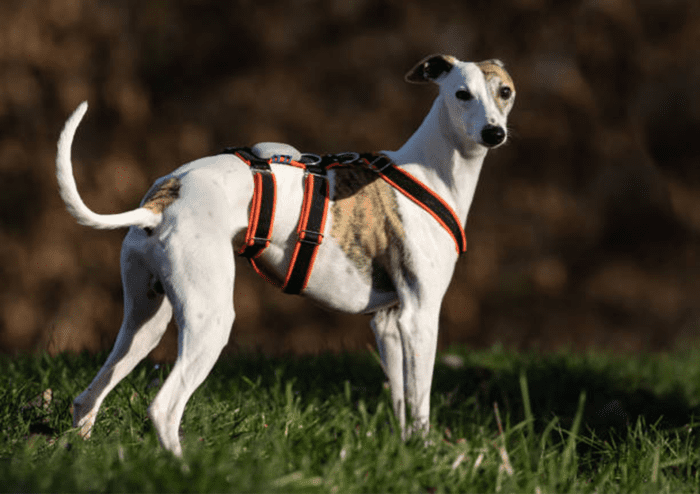 15 Most Popular Dog Breeds in Pakistan: Purchasing Price and Care ...