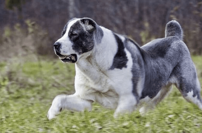 15 Most Popular Dog Breeds in Pakistan: Purchasing Price and Care ...