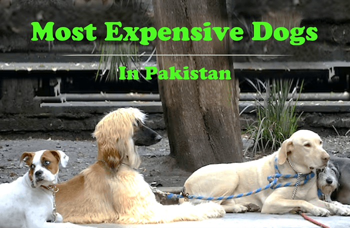 11 Most Expensive Dogs in Pakistan - HubPages