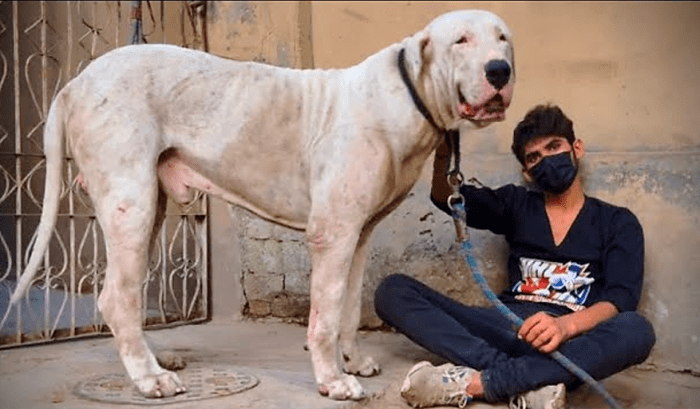 11 Most Expensive Dogs in Pakistan - HubPages